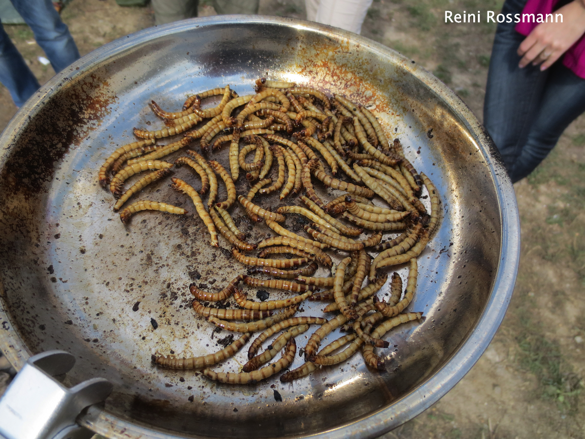 Überlebenstraining Insekten essen - ueberlebenskunst.at